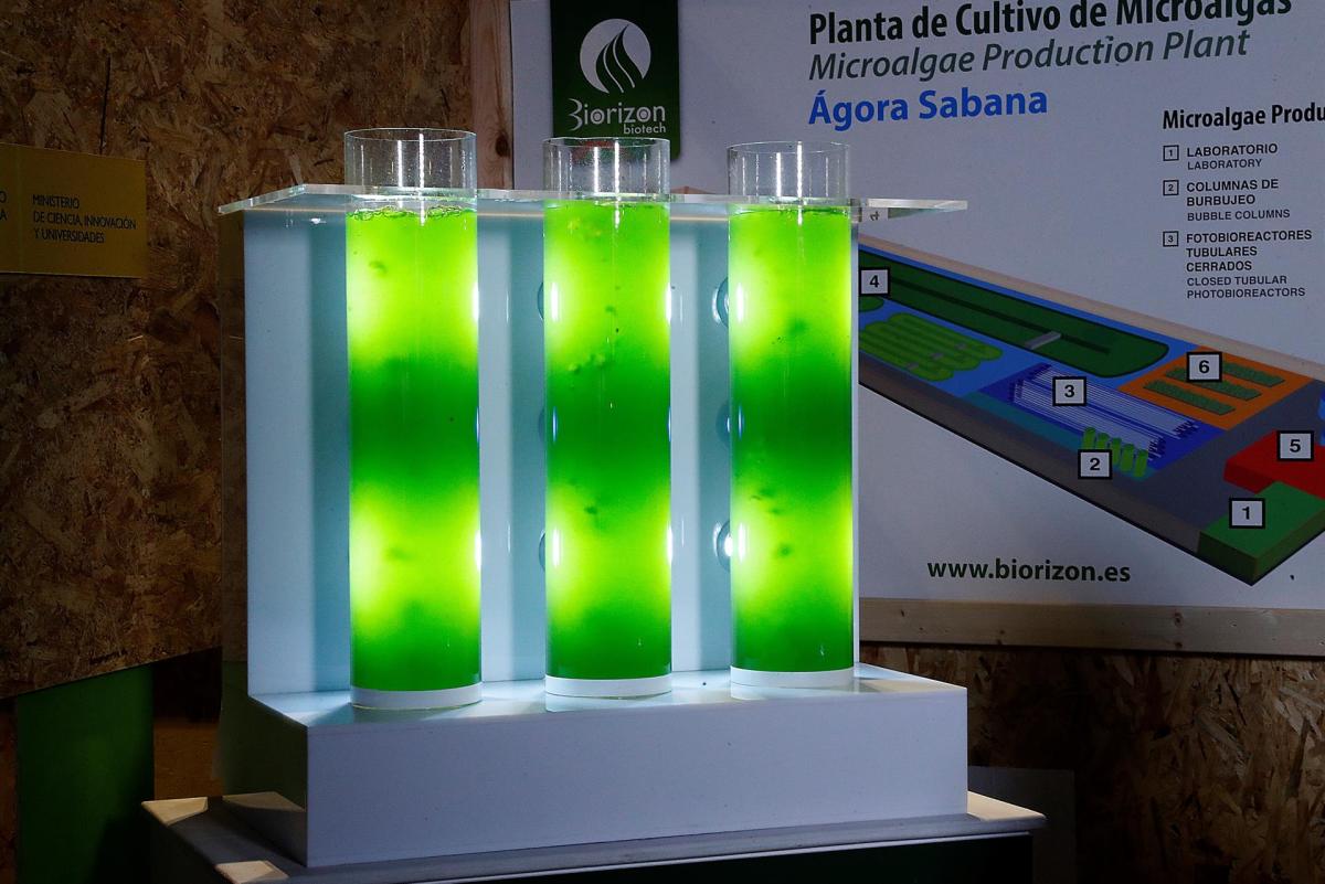 Las microalgas, una alternativa a la carne para obtener proteínas ...