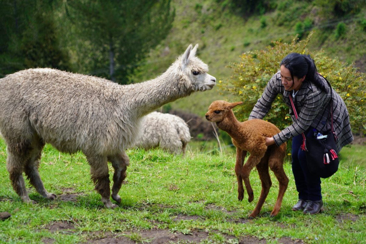 Las alpacas regresan a repoblar la frontera de Colombia y Ecuador