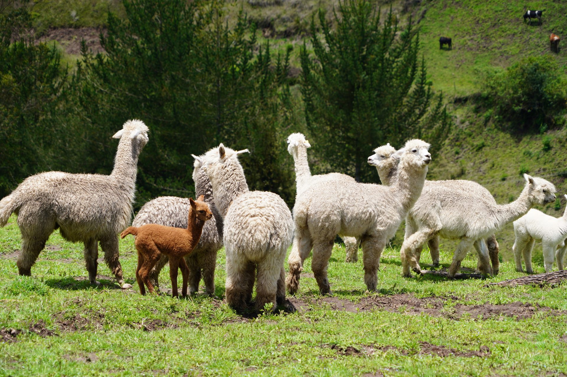 Las alpacas regresan a repoblar la frontera de Colombia y Ecuador