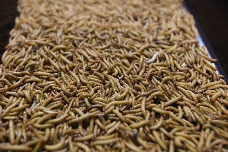 La fábrica de insectos más grande del mundo en Salamanca