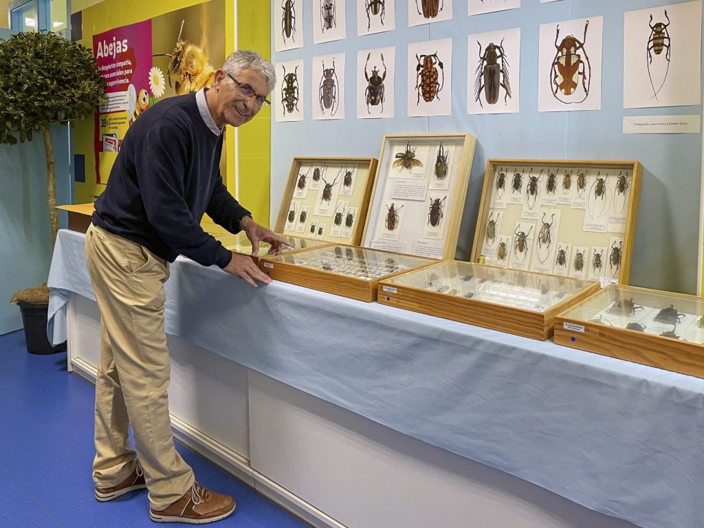 La colección de insectos que tiene hasta una mariposa sin alas