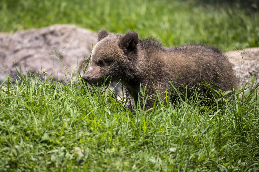 Zoológico de Guatemala presenta a oso pardo nacido en cautiverio