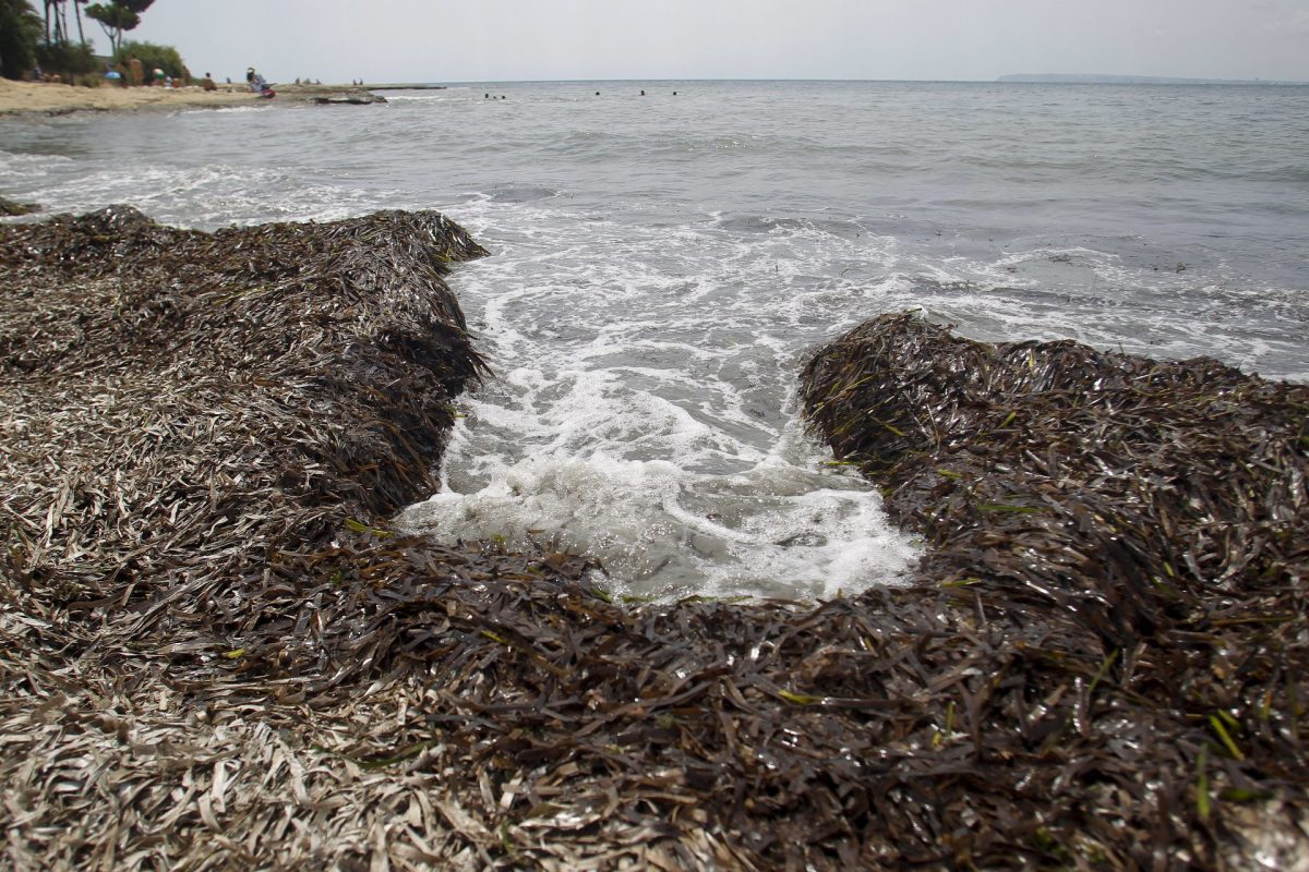 La Cystoseira, el alga parda que te indica que el agua está bien