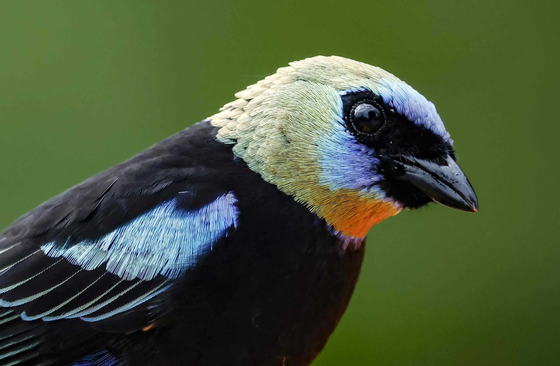 El sur de Costa Rica, santuarios para ballenas y cientos de aves