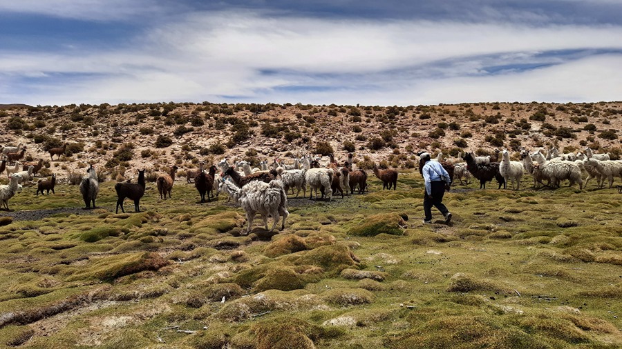 Los Bofedales, los "oasis" a más de 4.000 metros de altura
