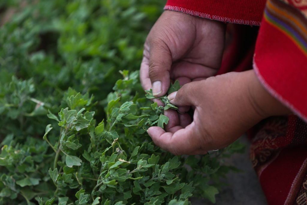 Trigidia Jiménez puso en alto el súper alimento ancestral de Bolivia