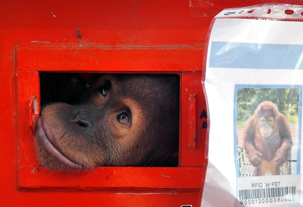 Thailand sends three rescued orangutans back to Indonesia - EFE Noticias