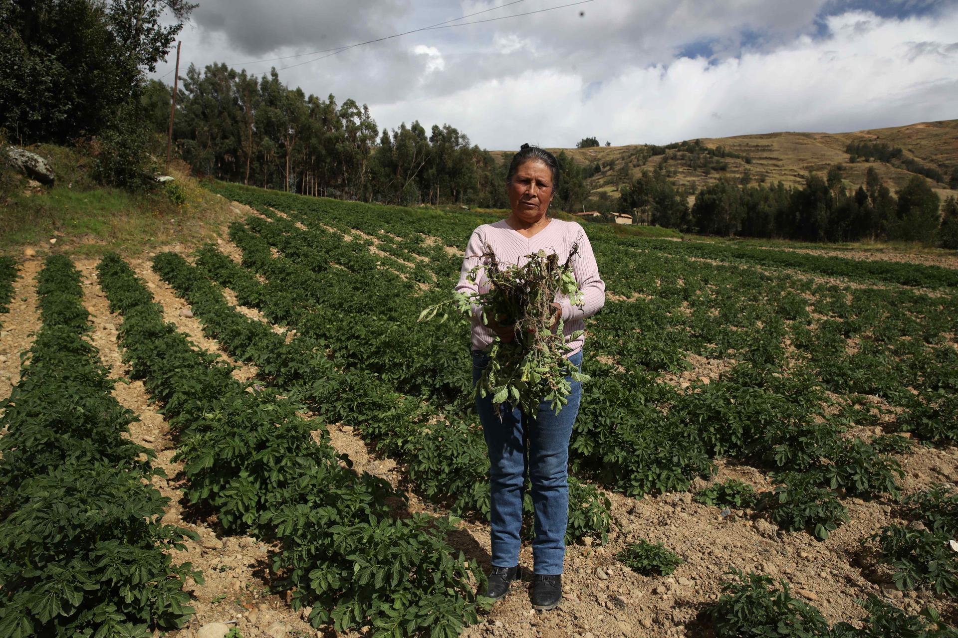 Droughts exacerbated by El Niño widen poverty gaps in Peru - EFE