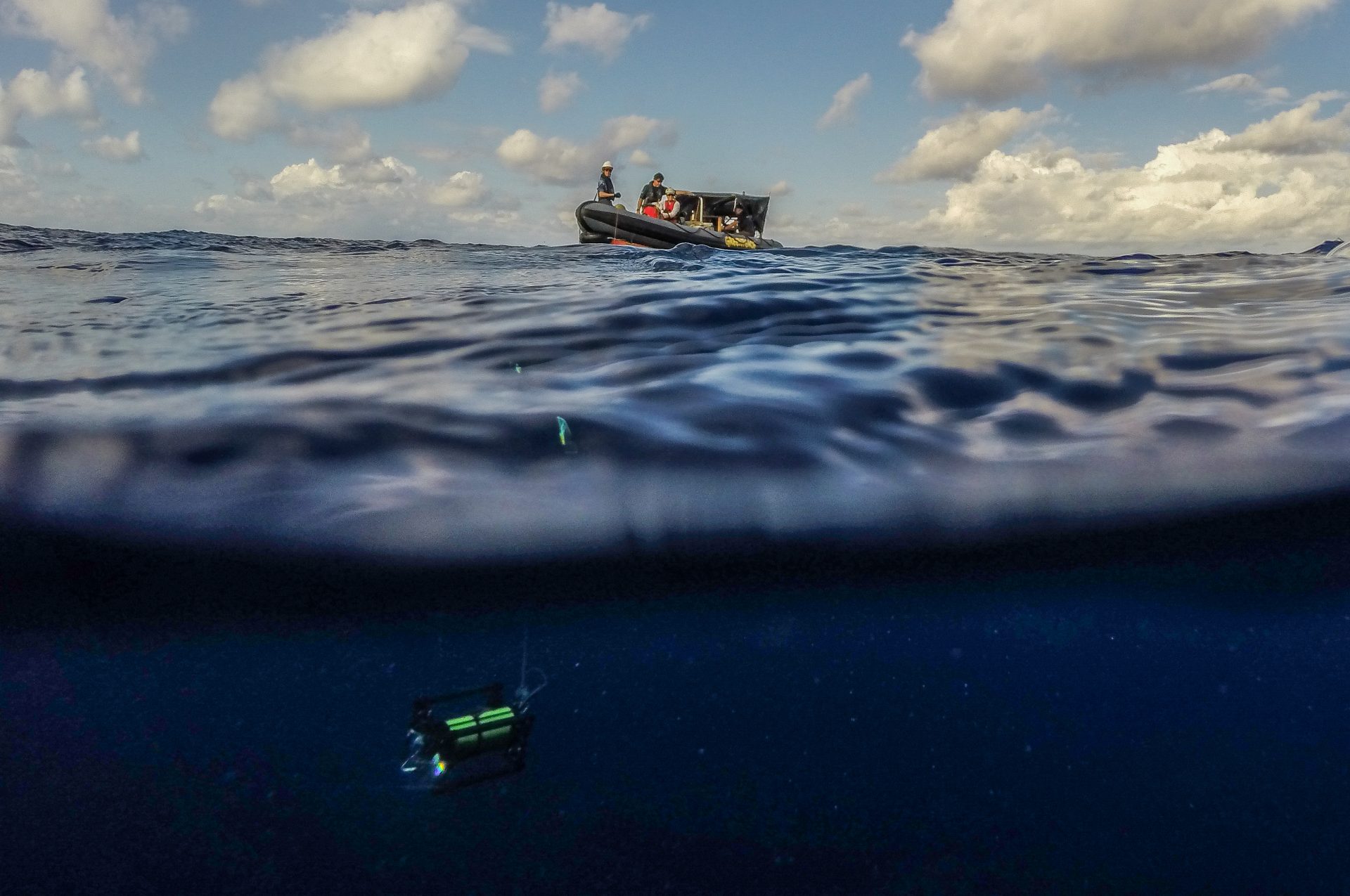 El monte submarino Paramount, un "restaurante" para las especies