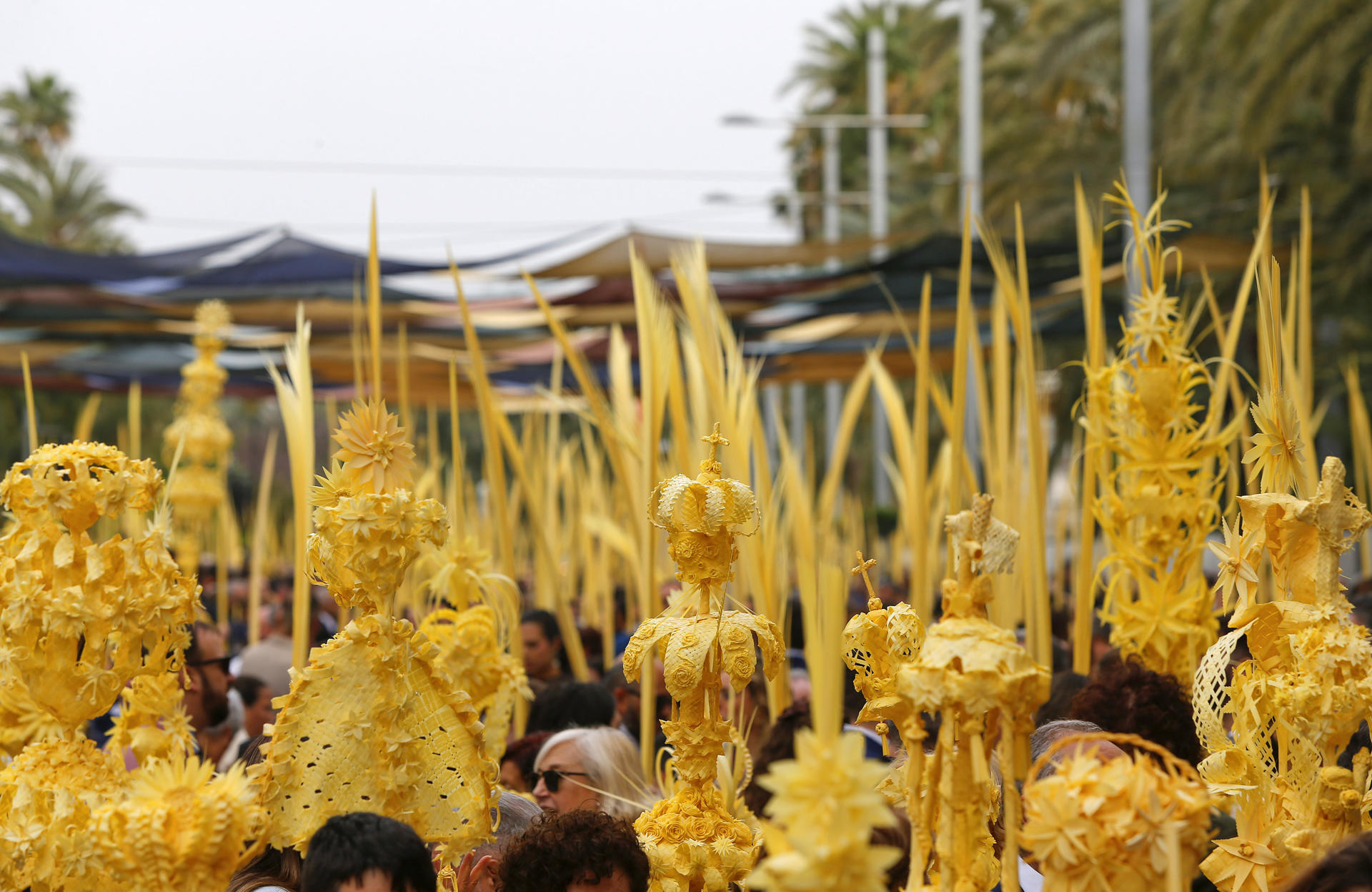 Domingo de Ramos: Miles de palmas blancas recorren las calles de Elche ...