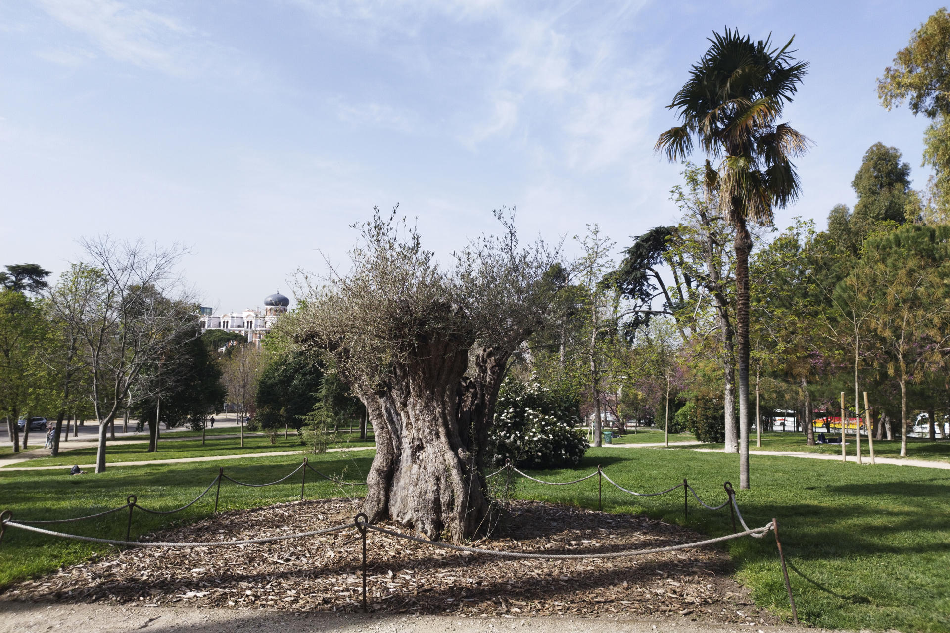 Los tesoros del Retiro en el Día del Arbol