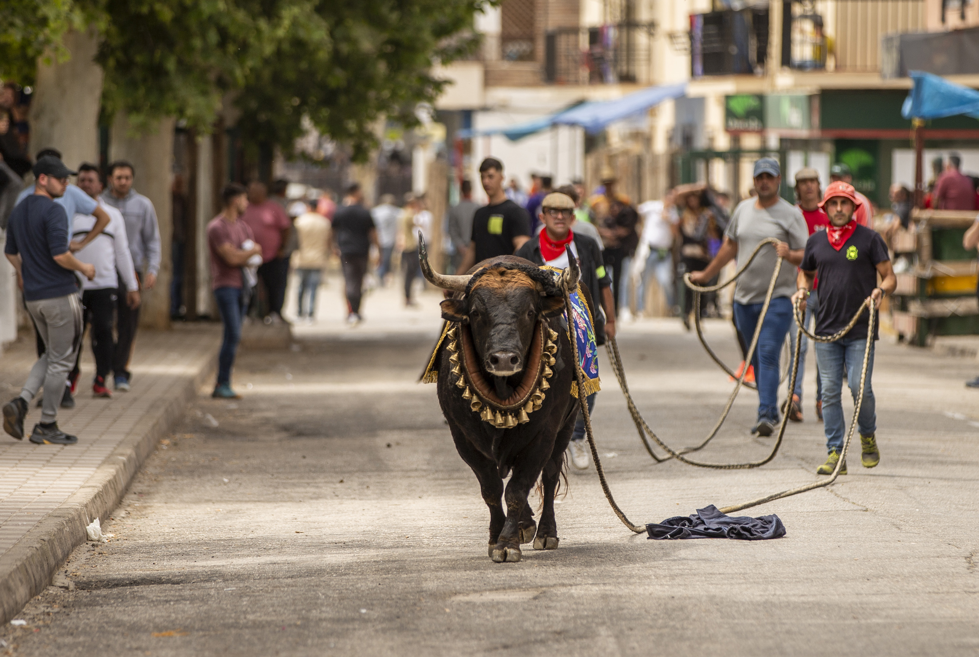San Marcos de Beas de Segura, el toro de cuerda ancestral
