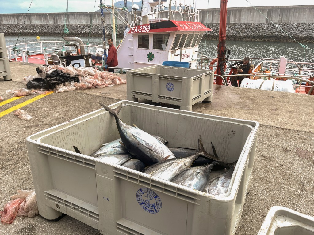 El primer bonito rulado en Asturias, a 398 euros el kilo