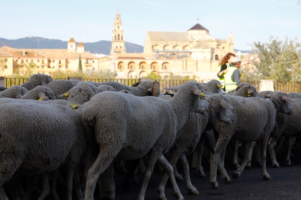 Lucía Rueda difunde con orgullo el esquileo a tijera