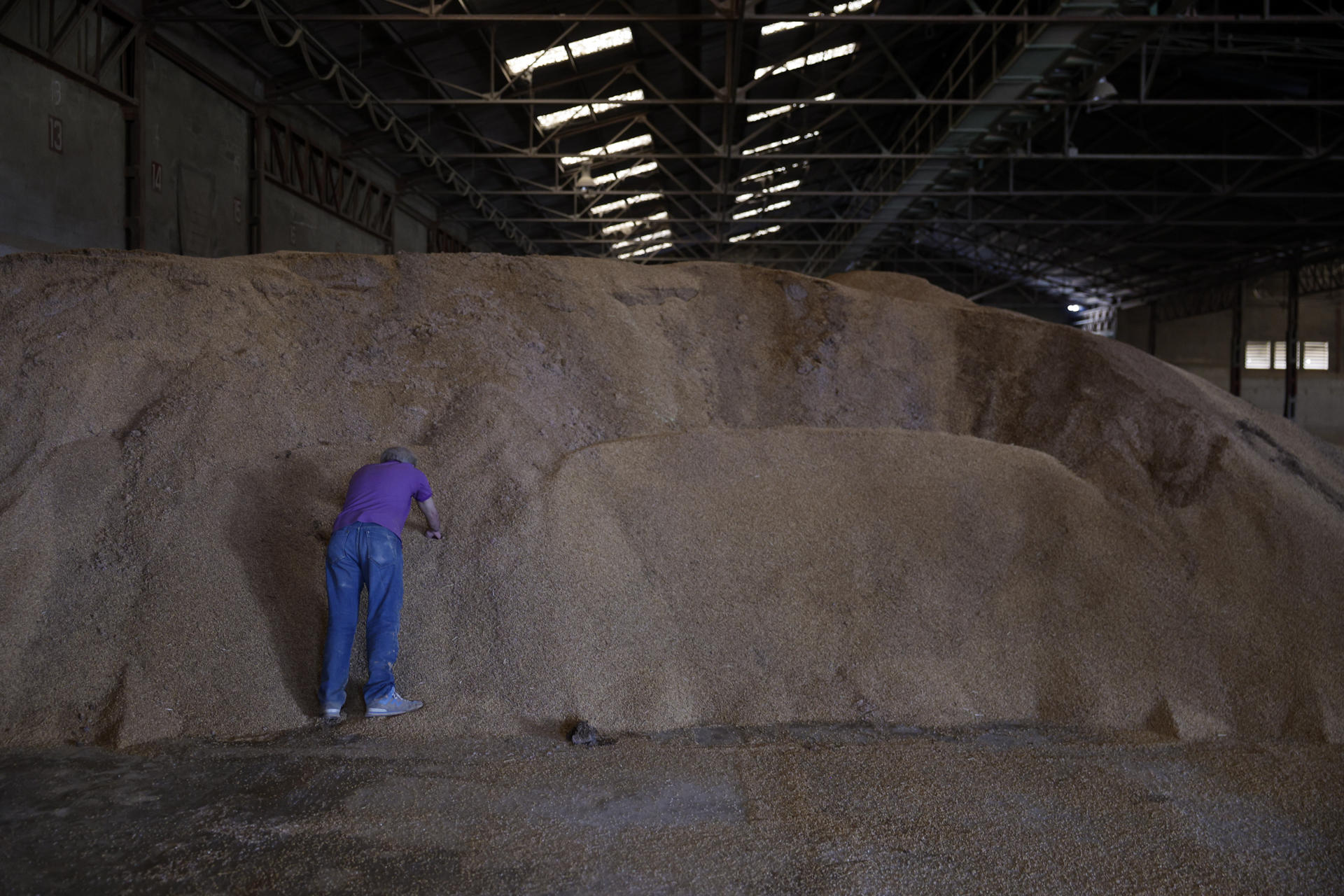 Arroz de La Albufera que tras la dana "no sirve ni para grano de los ...