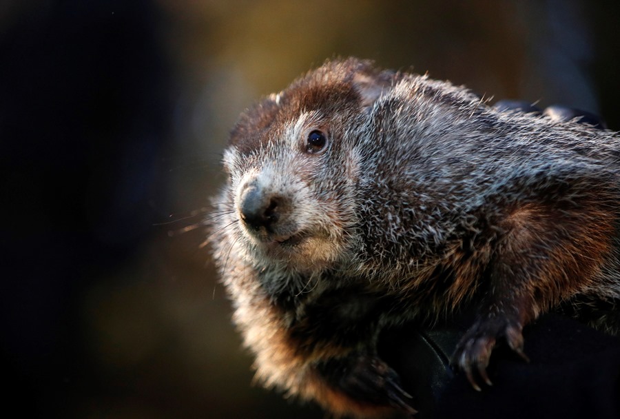 La marmota Phil predice un invierno más largo de lo esperado