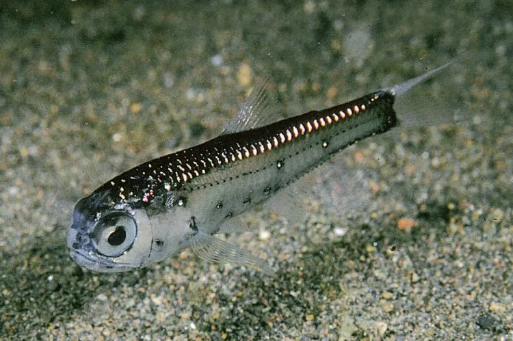 La disminución del oxígeno en los océanos amenaza a los peces de aguas ...