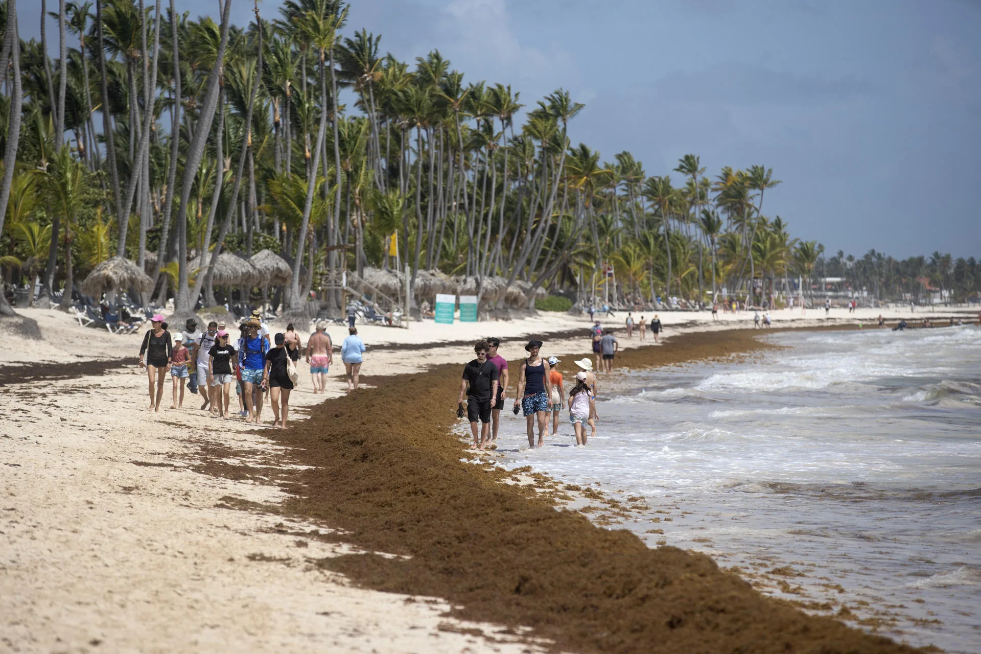 Dominican Republic fights relentless battle against sargassum on iconic ...