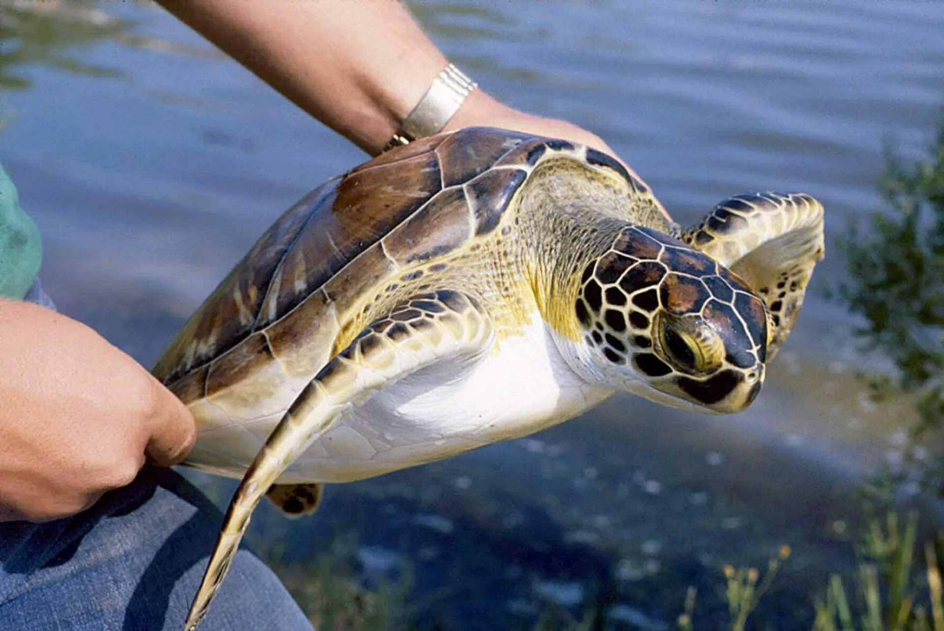 Turtles Resist Cancer: Can Humans Learn How? EFE