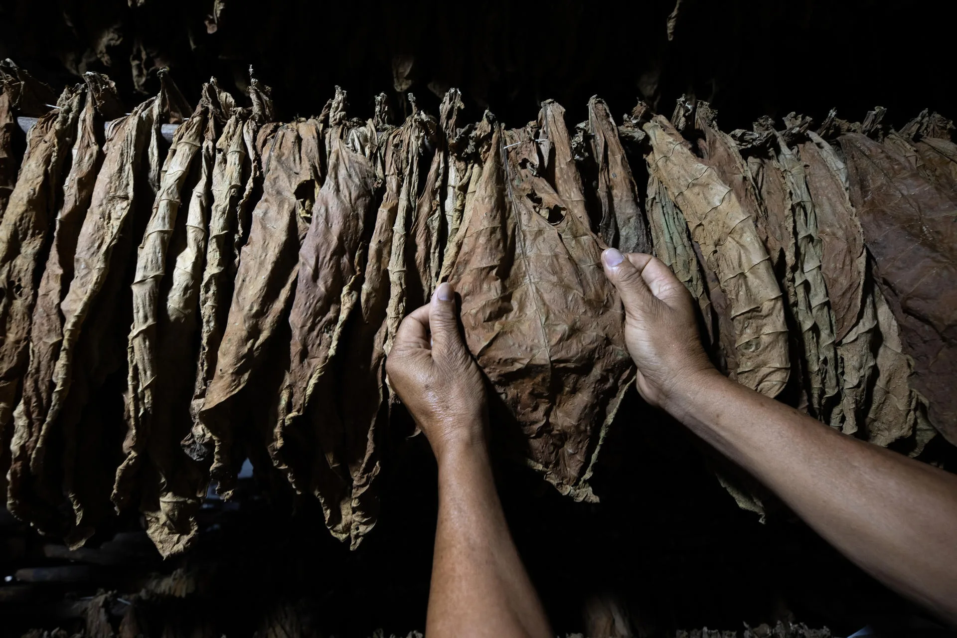 Dominican tobacco industry hits record exports
