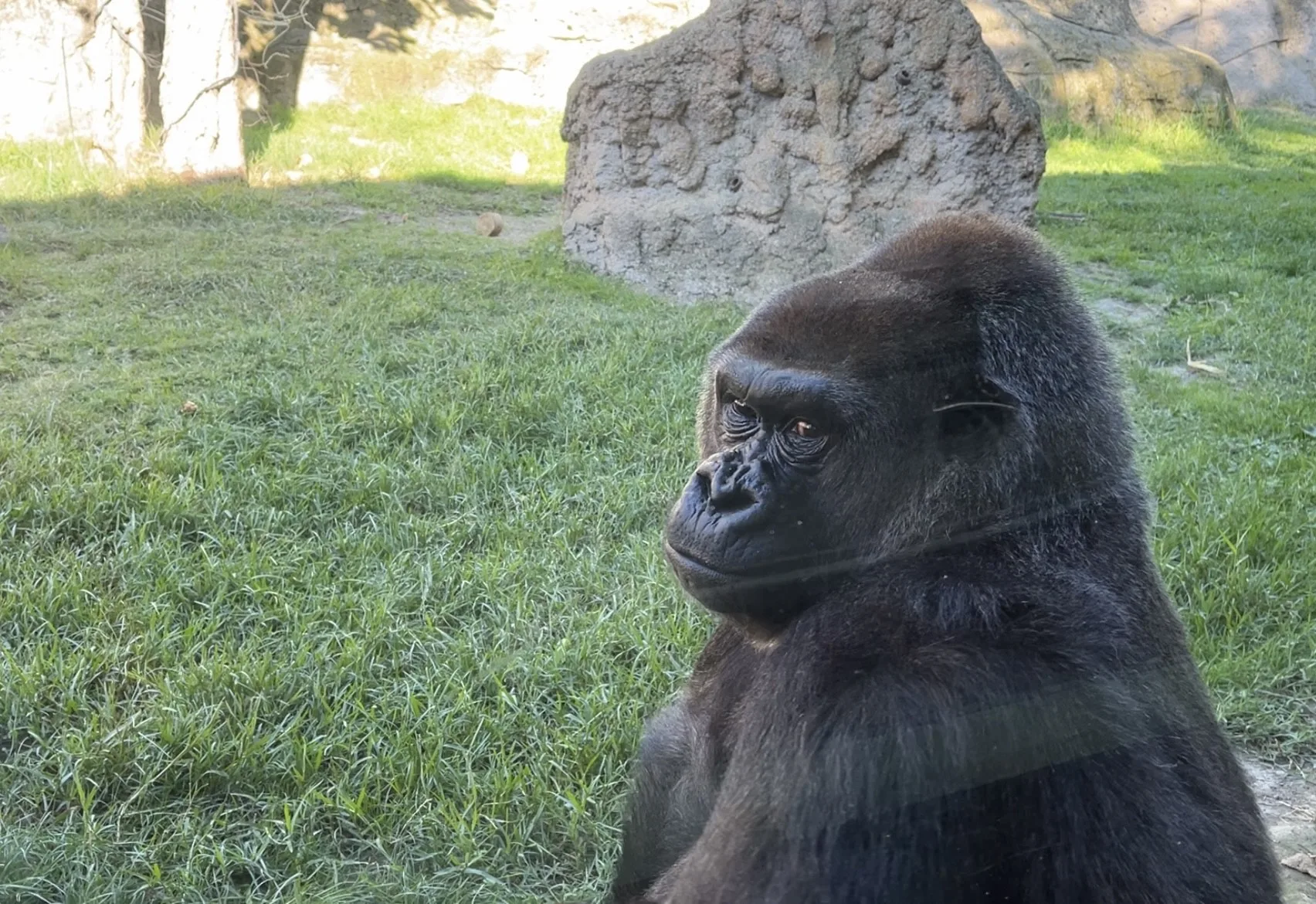 Día del Gorila: los cinco del zoo de Madrid