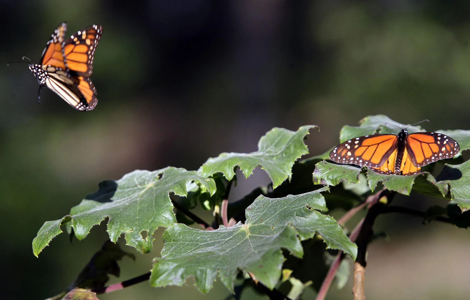 44 species lost in 2025, 48,600 at risk of extinction - EFE